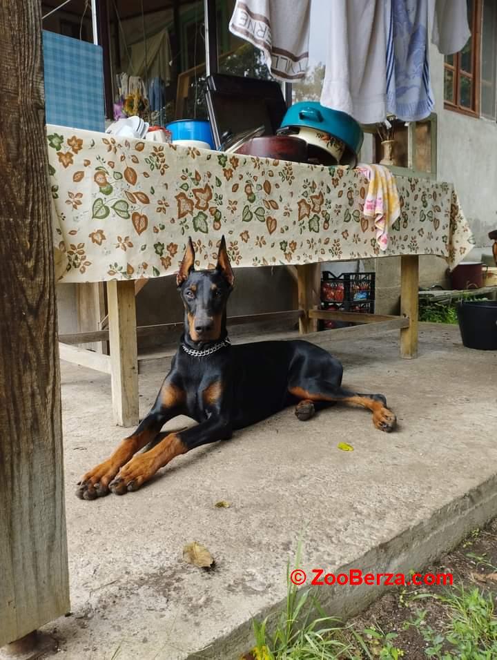 Doberman štenci