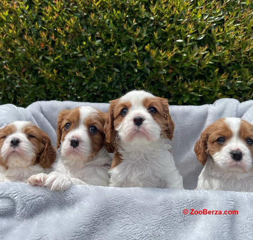 Prekrasni štenci Cavalier King Charles Spaniela