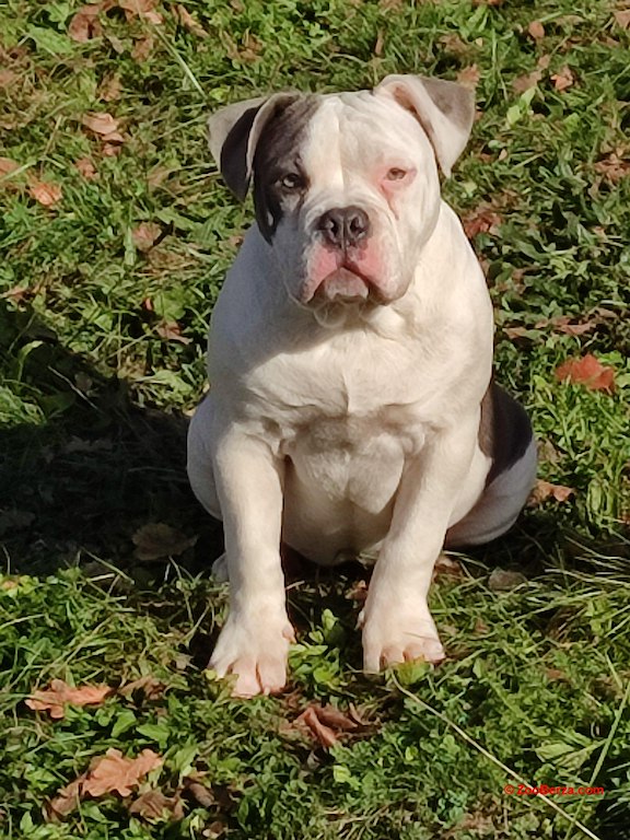 american bully