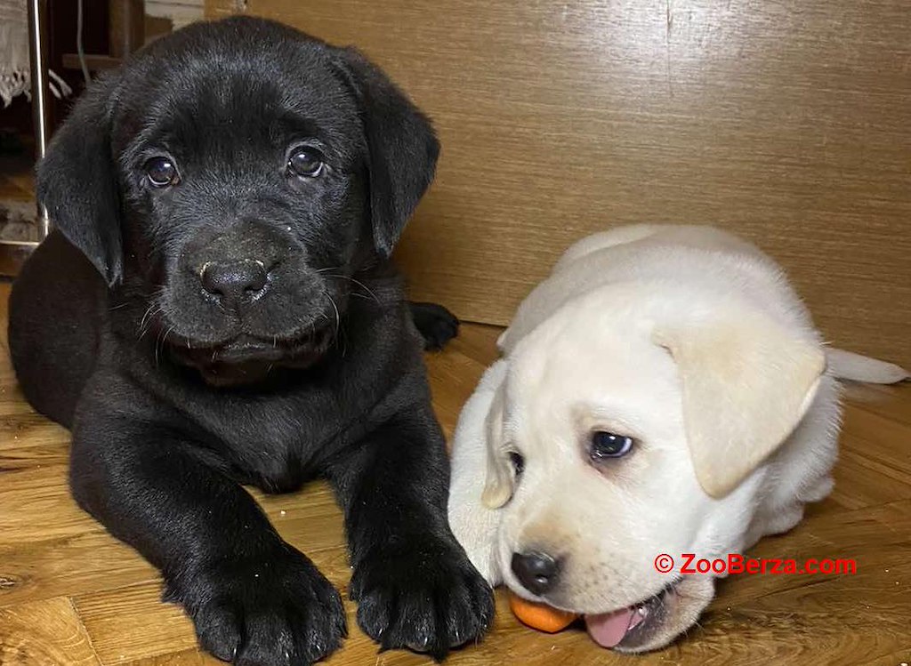 Labrador retriver stenci