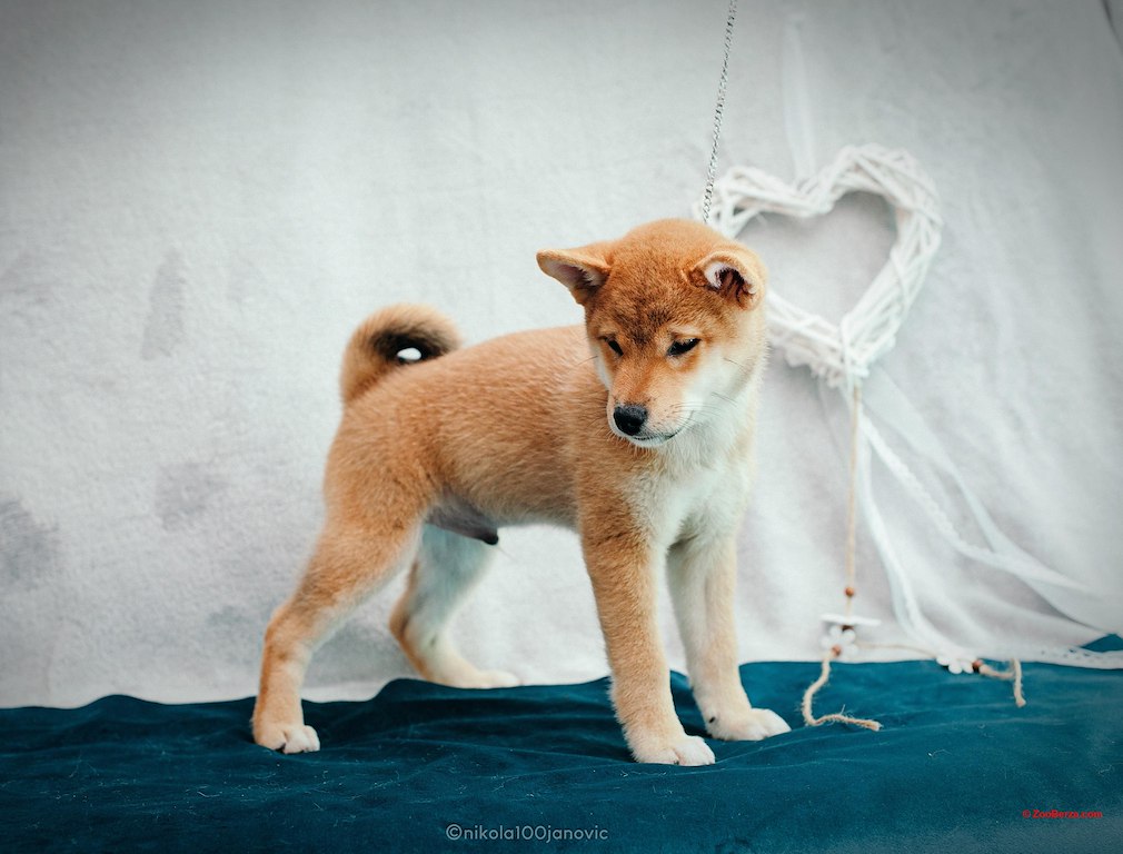 Shiba inu štenci