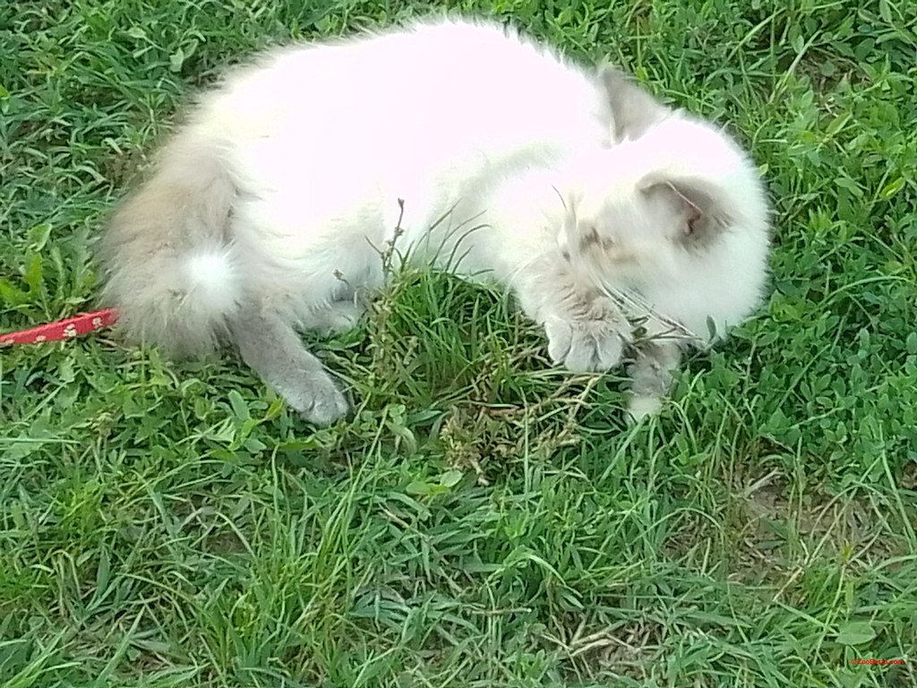 Ragdoll mačka