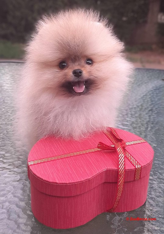 Pomeranac