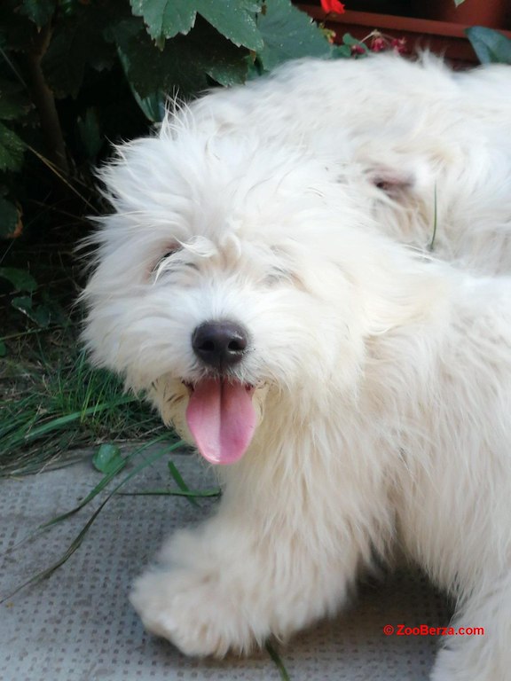 Coton de tulear