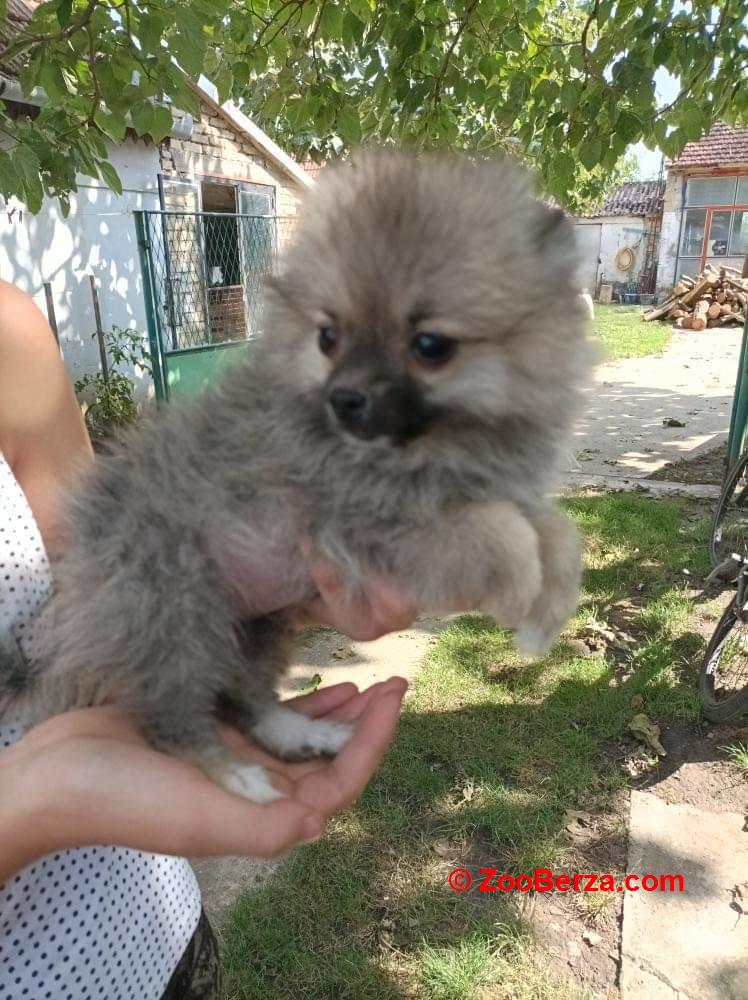 Štenci pomeranca i nemačkog špica