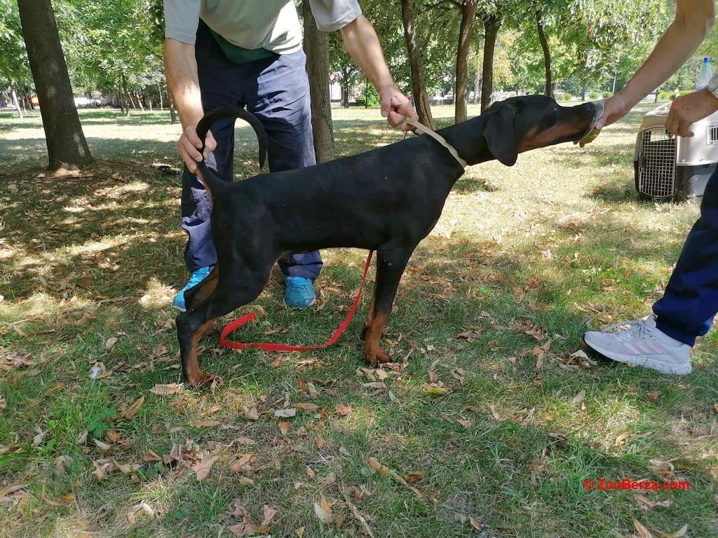 Prodaja stenaca Dobermana