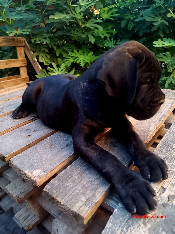 Cane corso