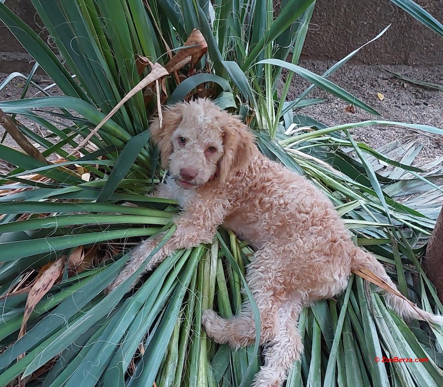 Lagotto Romanjolo