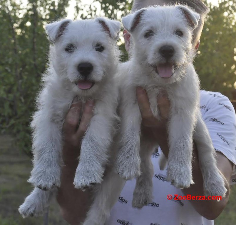 Zapadnoškotski terijeri (Westie) štenci