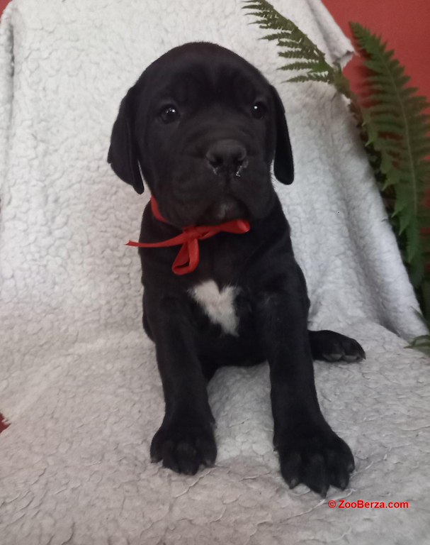 Cane Corso štene