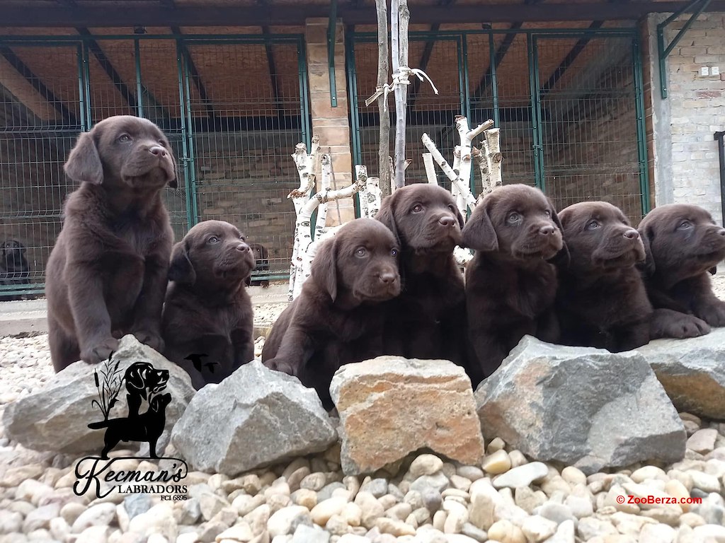 Labrador Retrver štenci, čokoladni