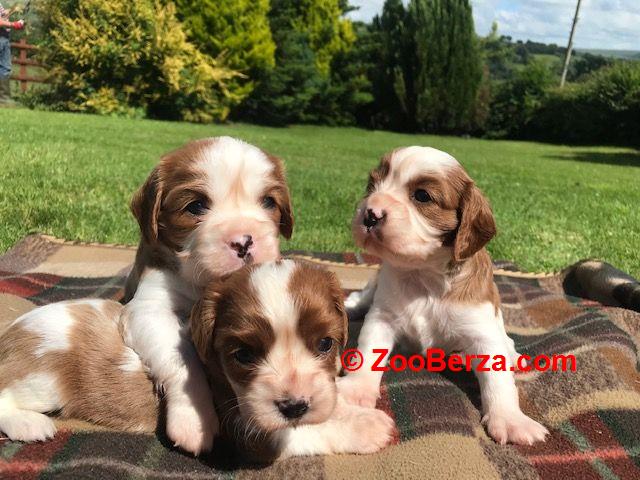 Slatki i preslatki štenci Cavalier King Charles Spaniela na prodaju