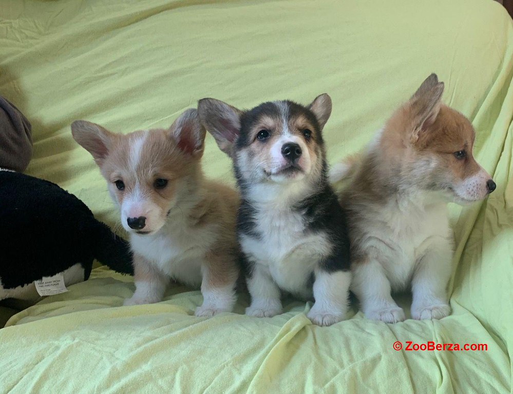 Prekrasni Pembroke Welsh Corgi štenci.