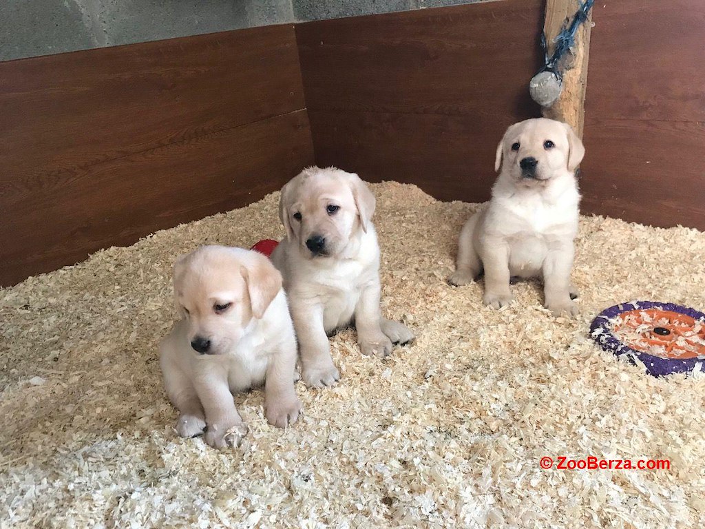 Prodaju se preslatki štenci labradora.