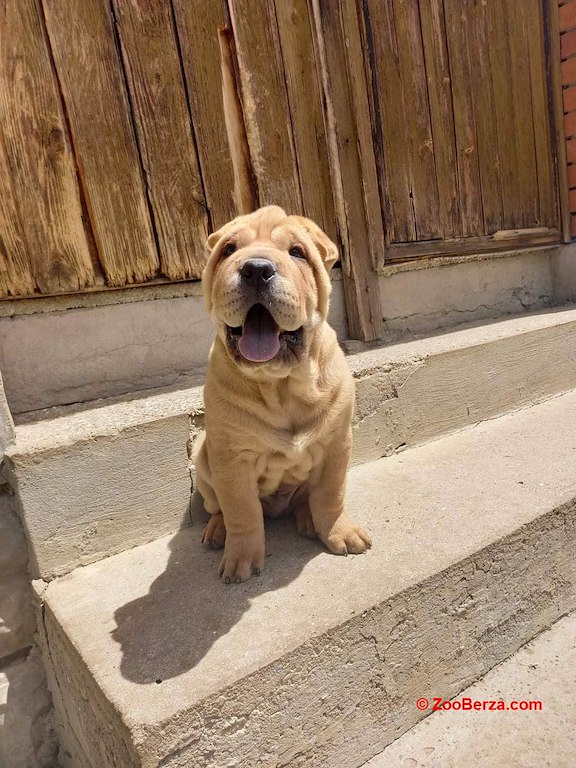 Sar pej (Shar pei)