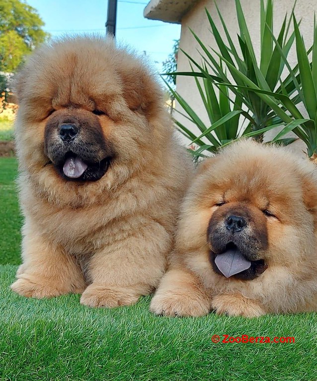 Chow chow