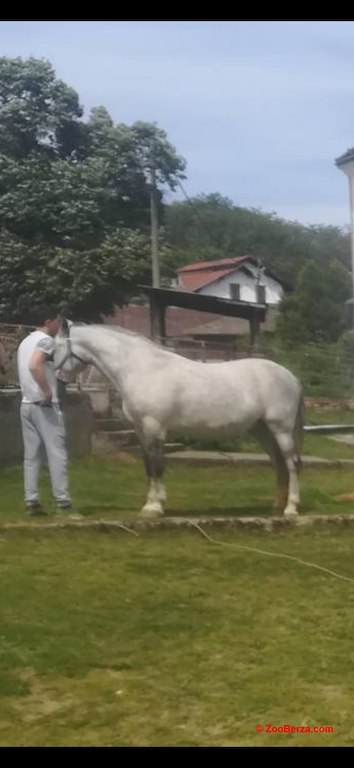 Lipicaner na prodaju