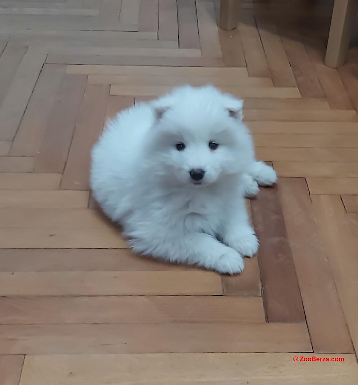 Samojed