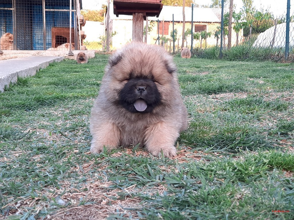 Chow chow