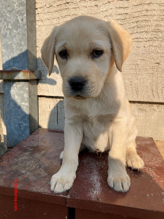 Labrador retriver stenci