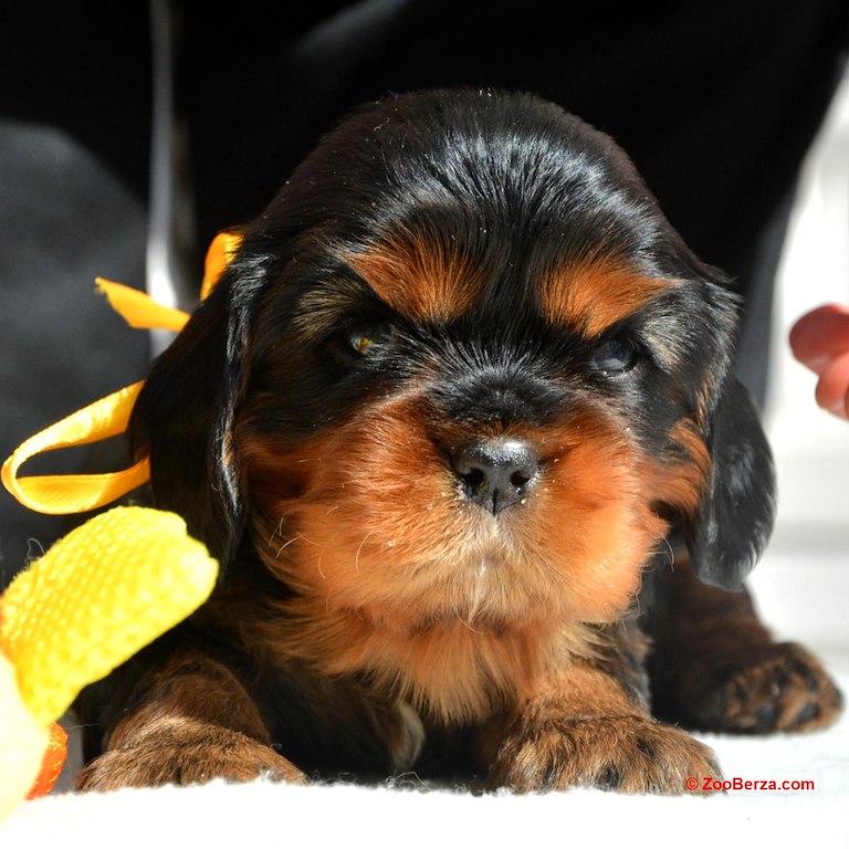 Cavalier King Charles Spaniel