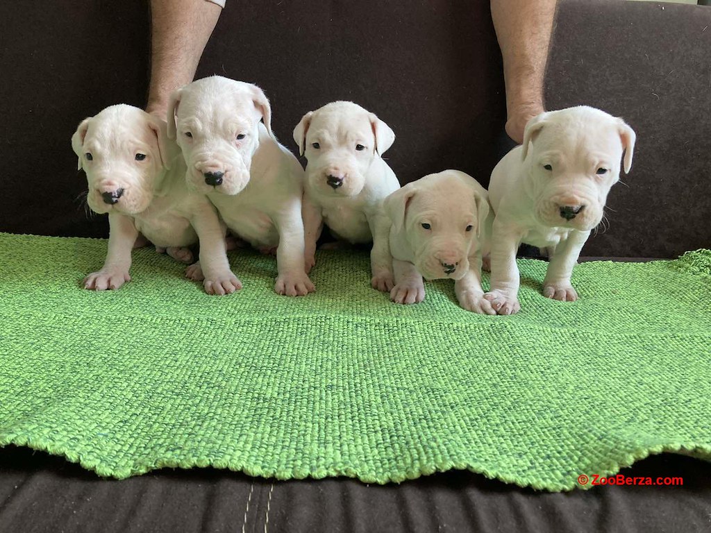 Dogo Argentino štenci na prodaju