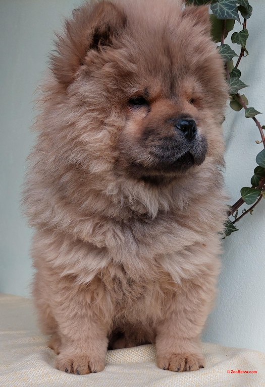 Chow Chow Stenci