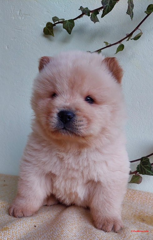 Chow Chow