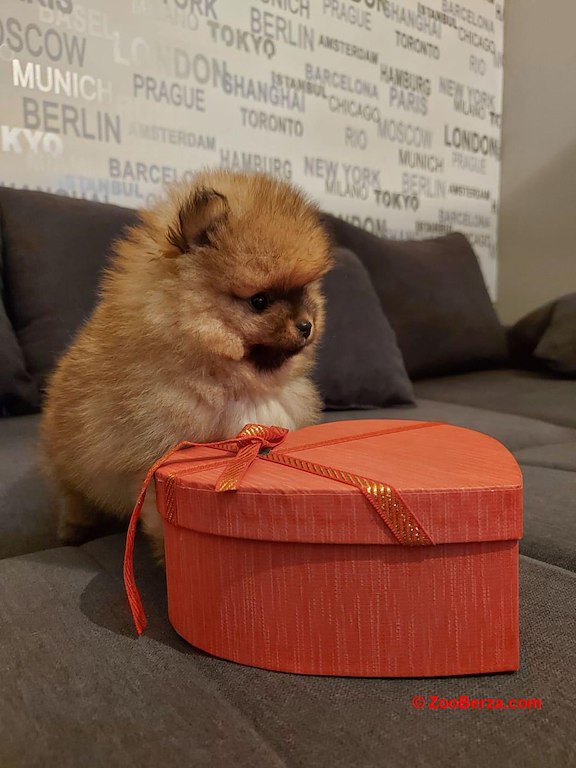 Pomeranac