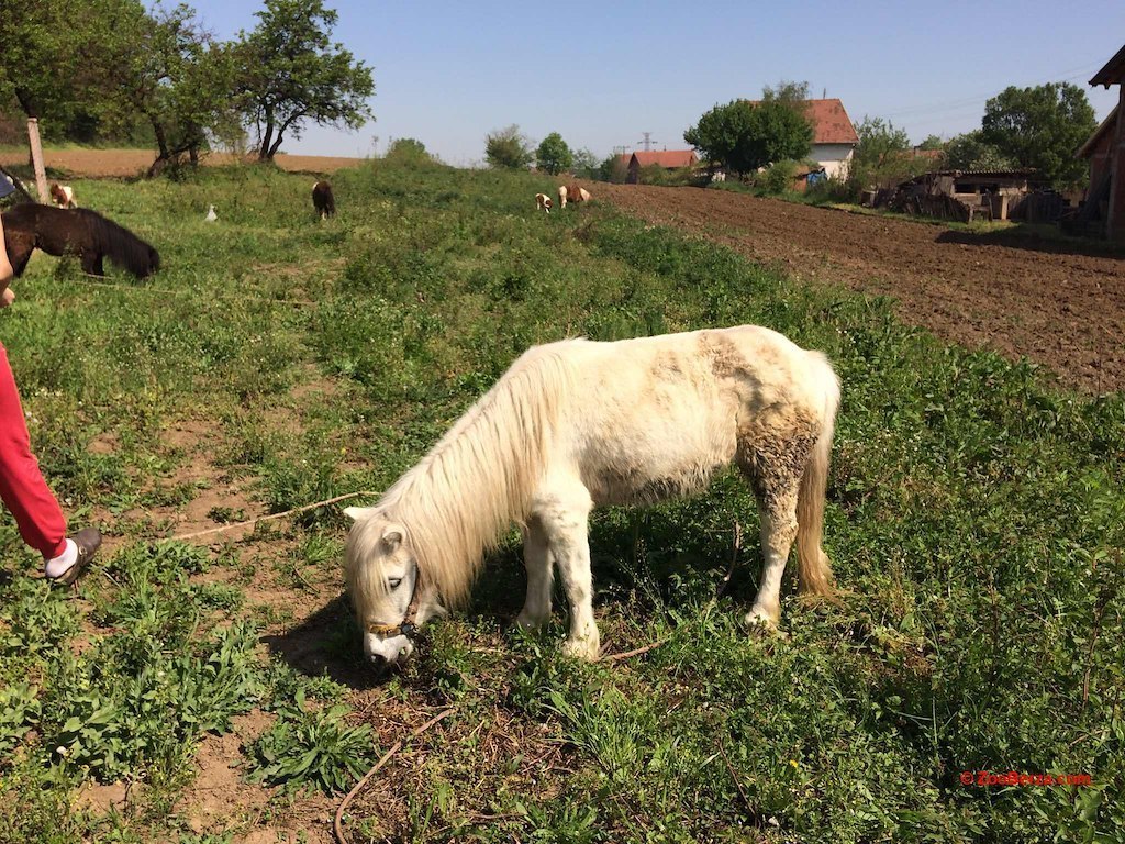 prodajem poni konjia i kobilu