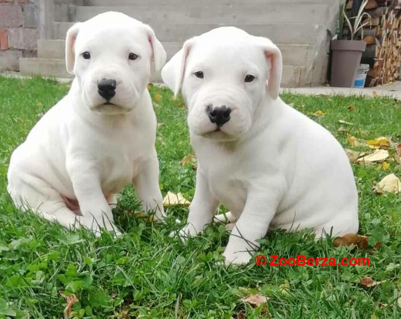 Dogo argentino