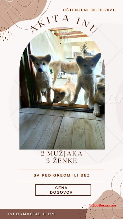 Japanska akita INU