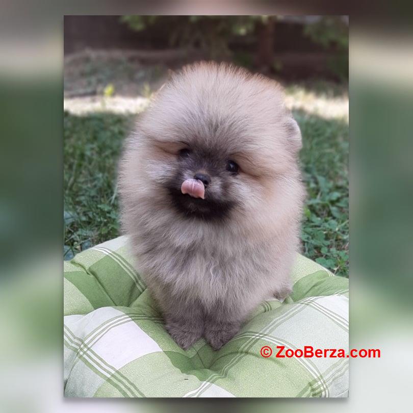 Pomeranac