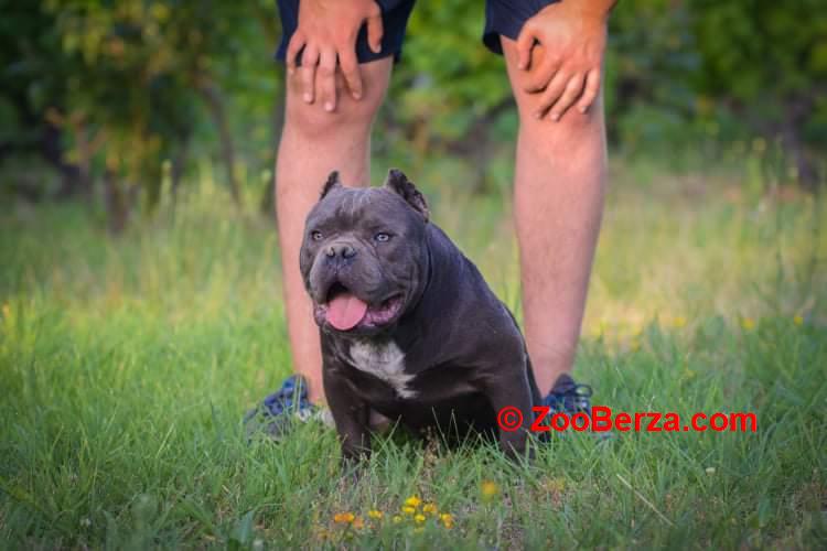 American bully exotic/ Americki buli