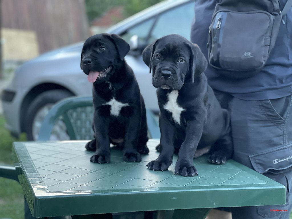 Cane corso