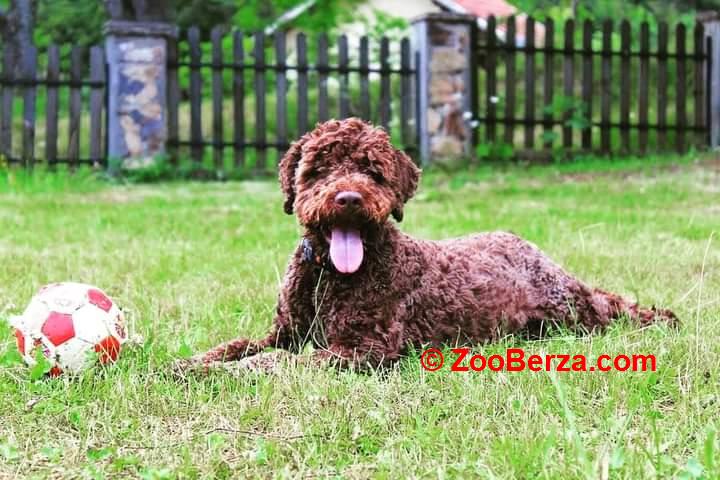 Lagotto Romagnolo