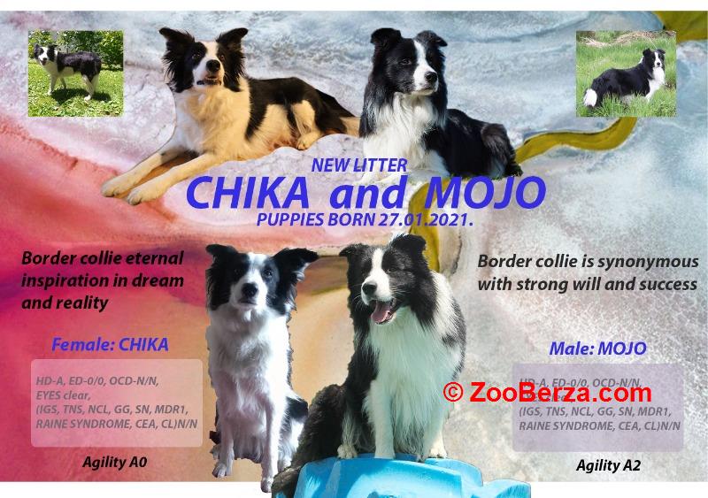 Izuzetno leglo Border Collie