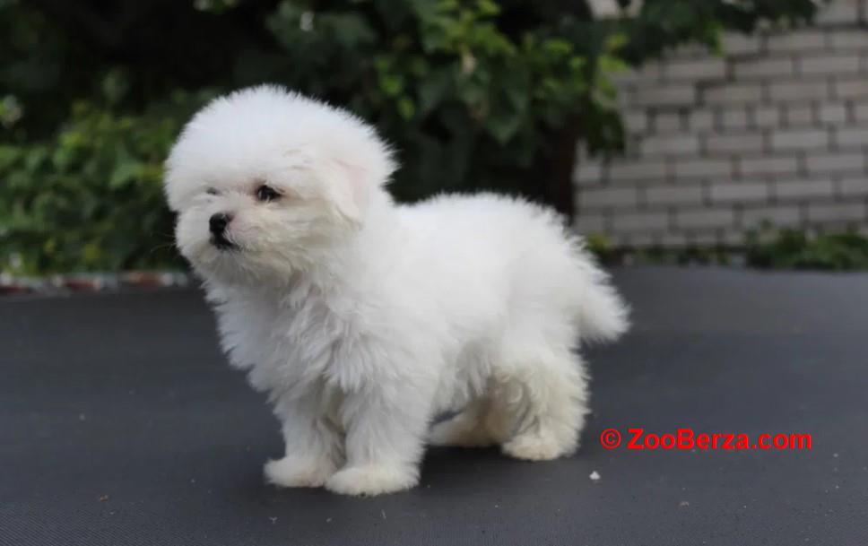 Maltezer i coton de tulear štenci na prodaju