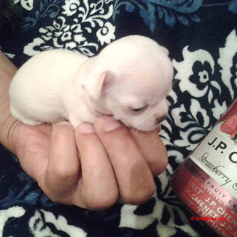 Mini civave " Princess Chihuahua Kennel "