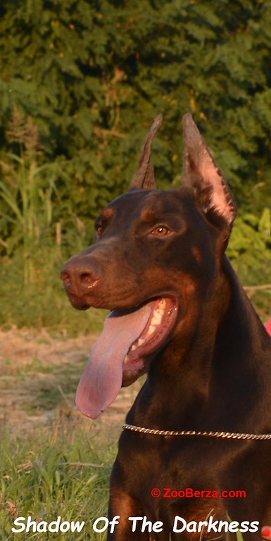 doberman za parenje