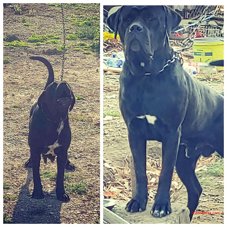 Cane Corso