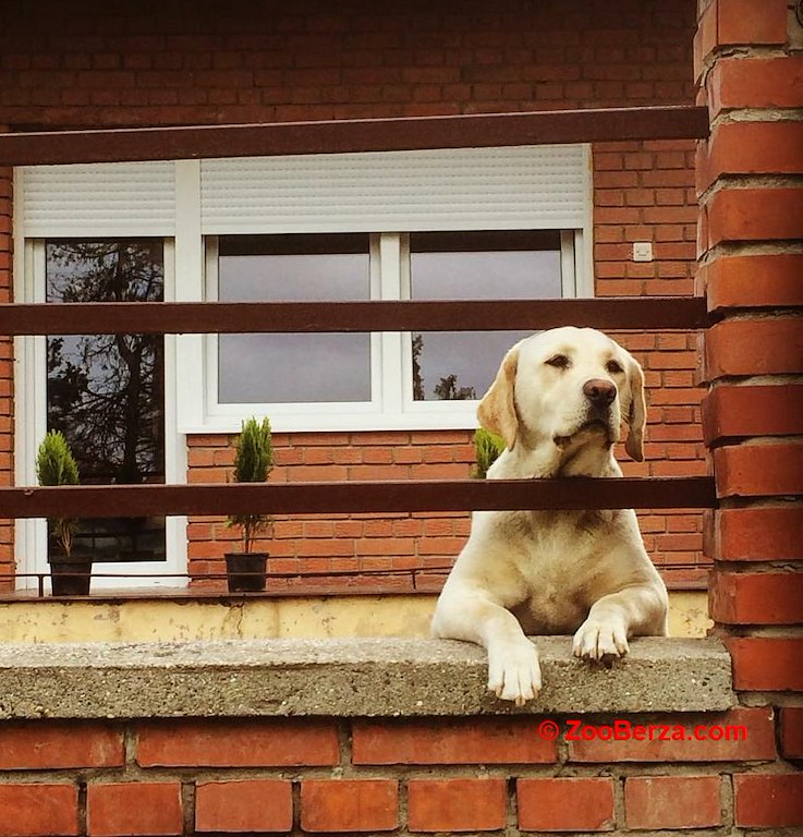 Labrador retriver