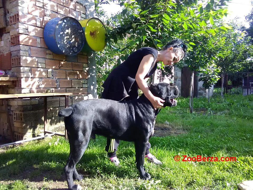 cane corso jako povoljno