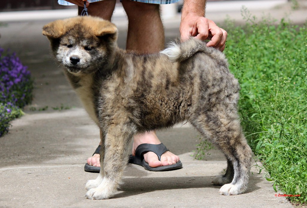 Akita inu tigrasti muzjak!