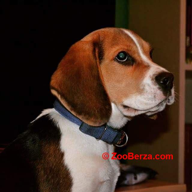 Beagle spreman za parenje