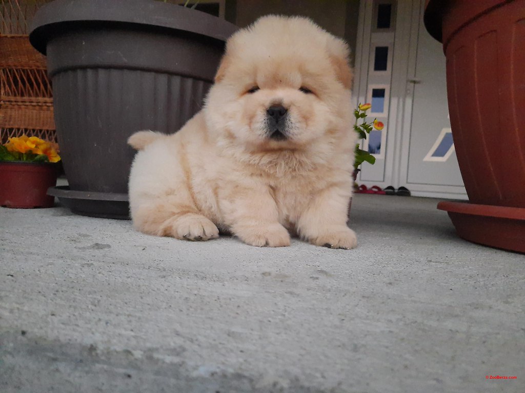 Chow chow,cau cau