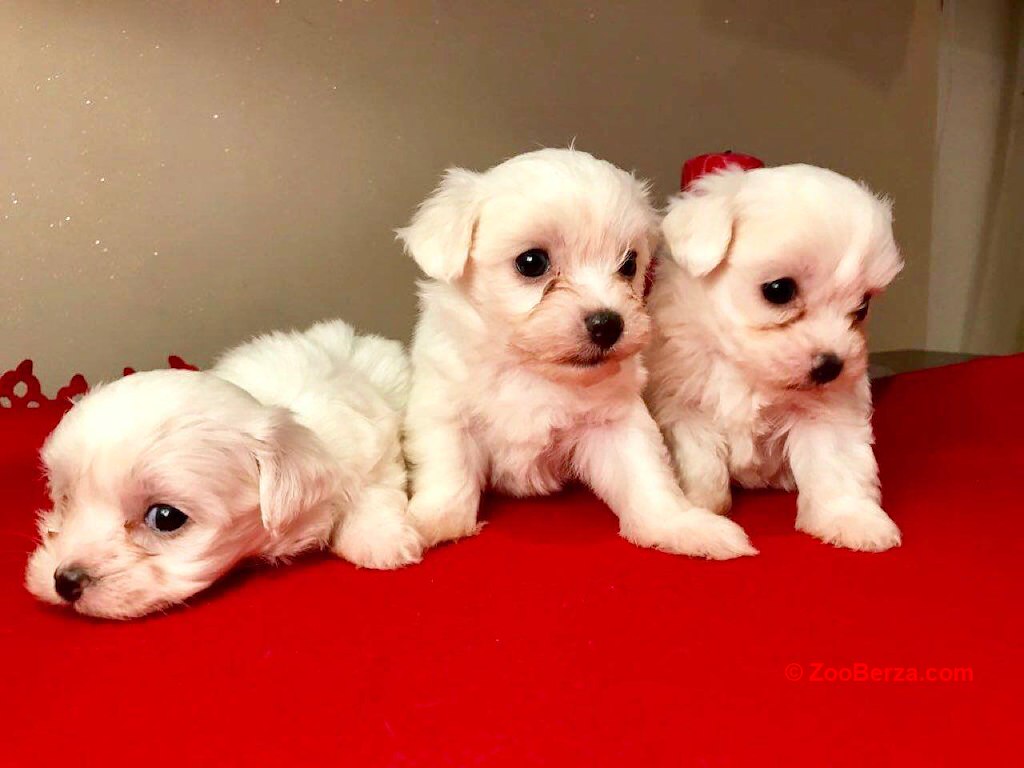 Luscious female Maltese, 4 months old, cleaned