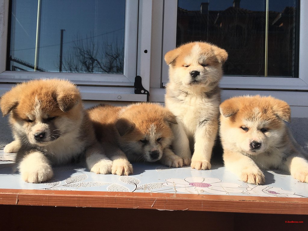 Japanska Akita (Akita Inu) stenci