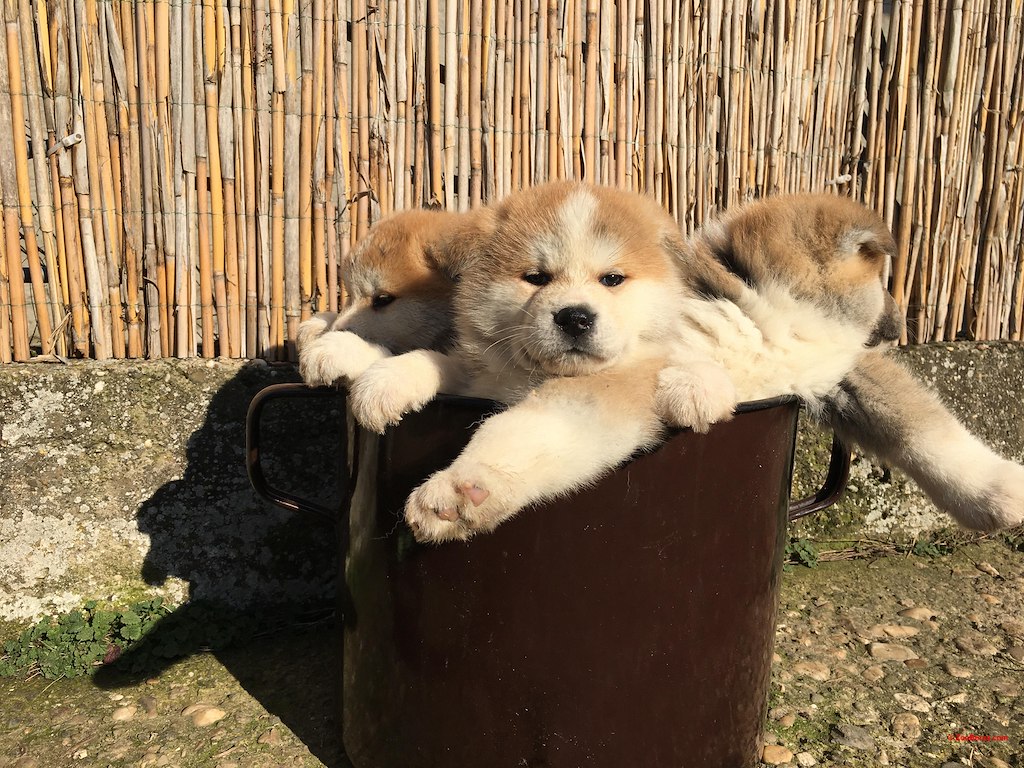 Japanska Akita (Akita Inu) stenci