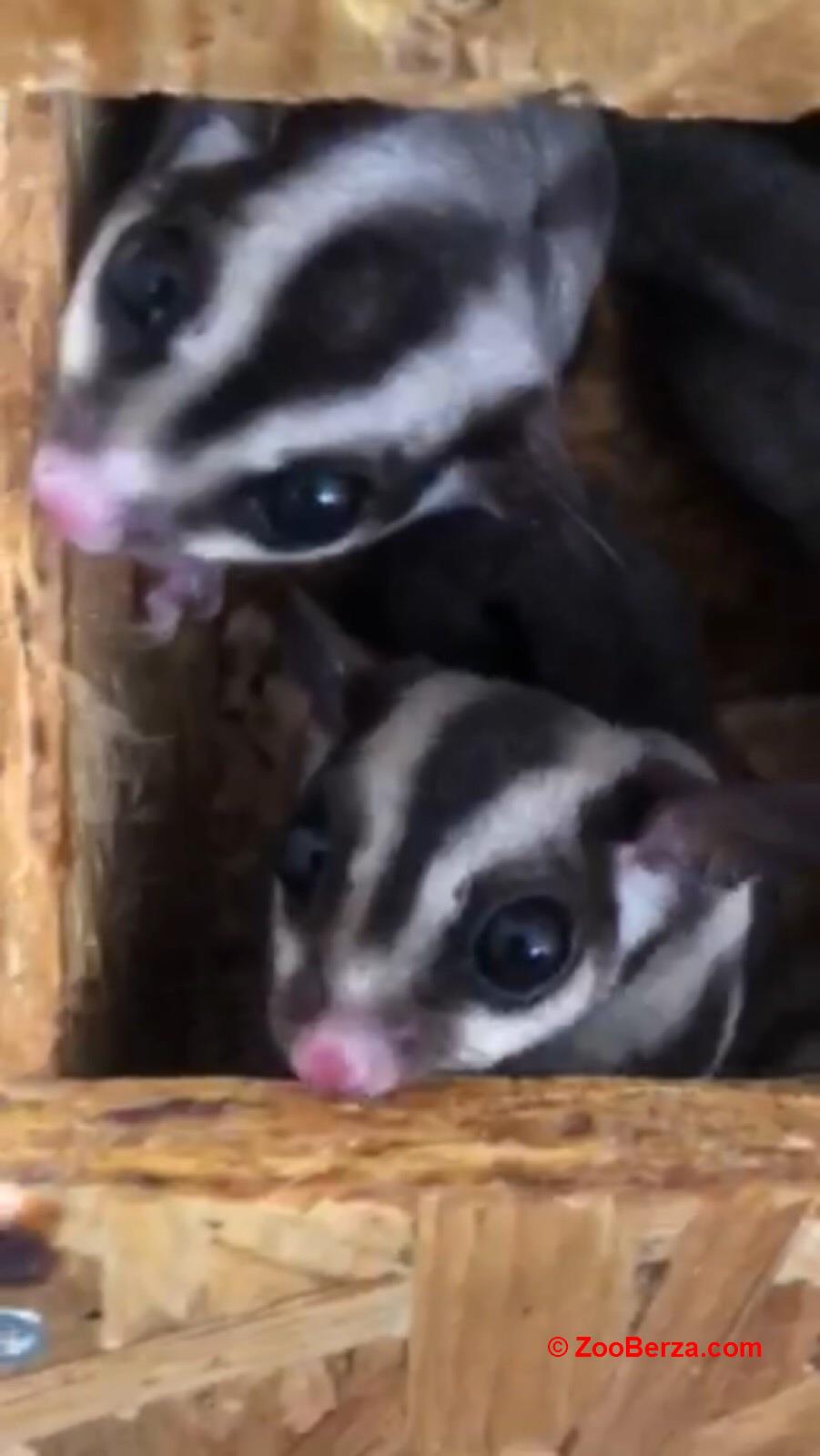 Sugar glider